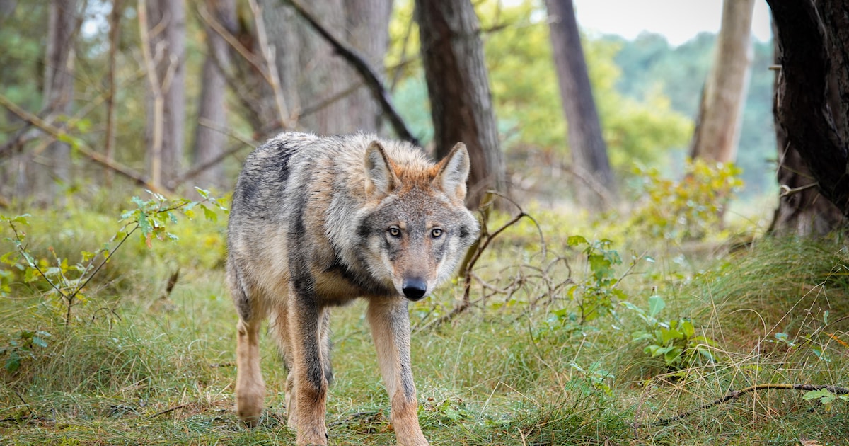 Wolf toch niet zo mensenschuw: waarom de wolf hier niet doet wat de verwachting was | Binnenland ...
