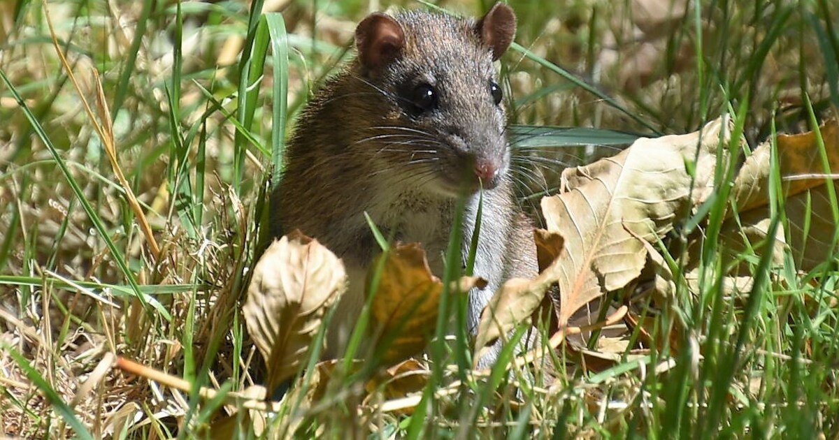 MIJN FOTO | Dit beestje zie je gelukkig niet iedere dag | Van de lezer ...
