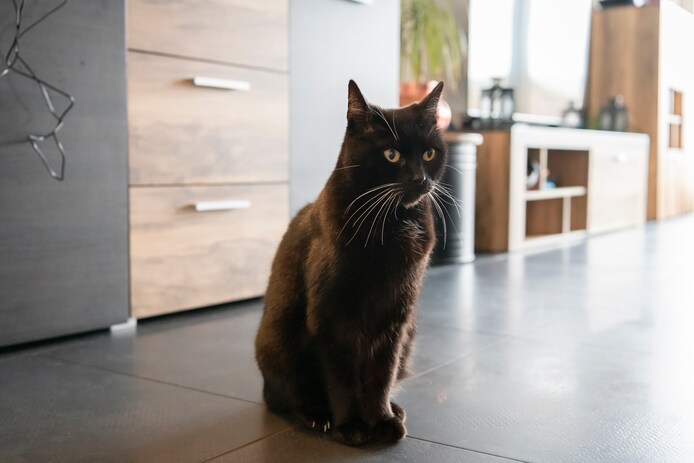 Mr. Binks is back home: zwarte kater na tien jaar weer thuis, ook al is ...
