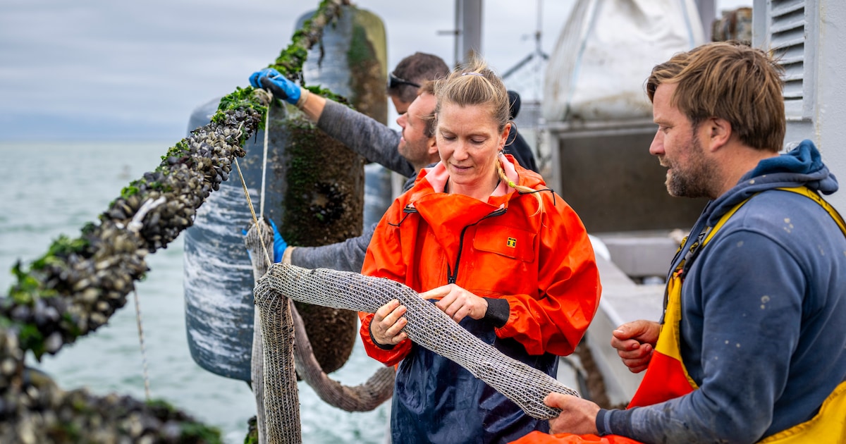 Uitdagend experiment met het oogsten van mosselzaad op open zee: ‘Voor ...