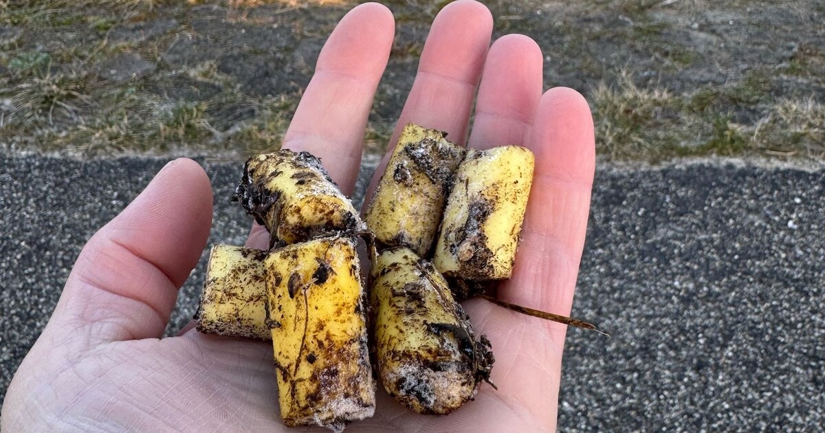 Noord-Bevelandse dijken liggen vol met gele buisjes: ‘Ik heb geen idee ...