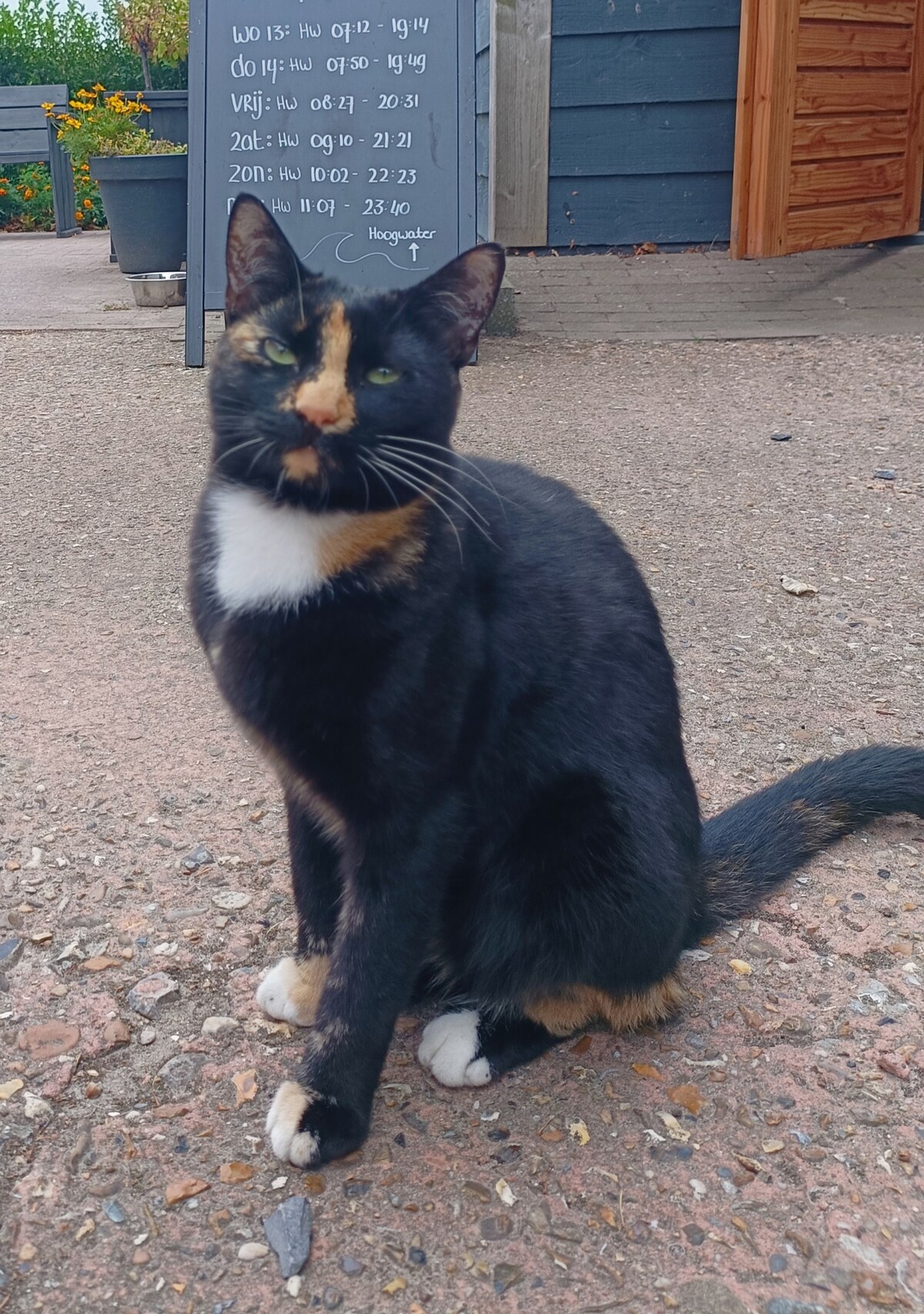 Heb jij Bobby gezien? Dit huisdier wordt in Noord-Beveland vermist ...