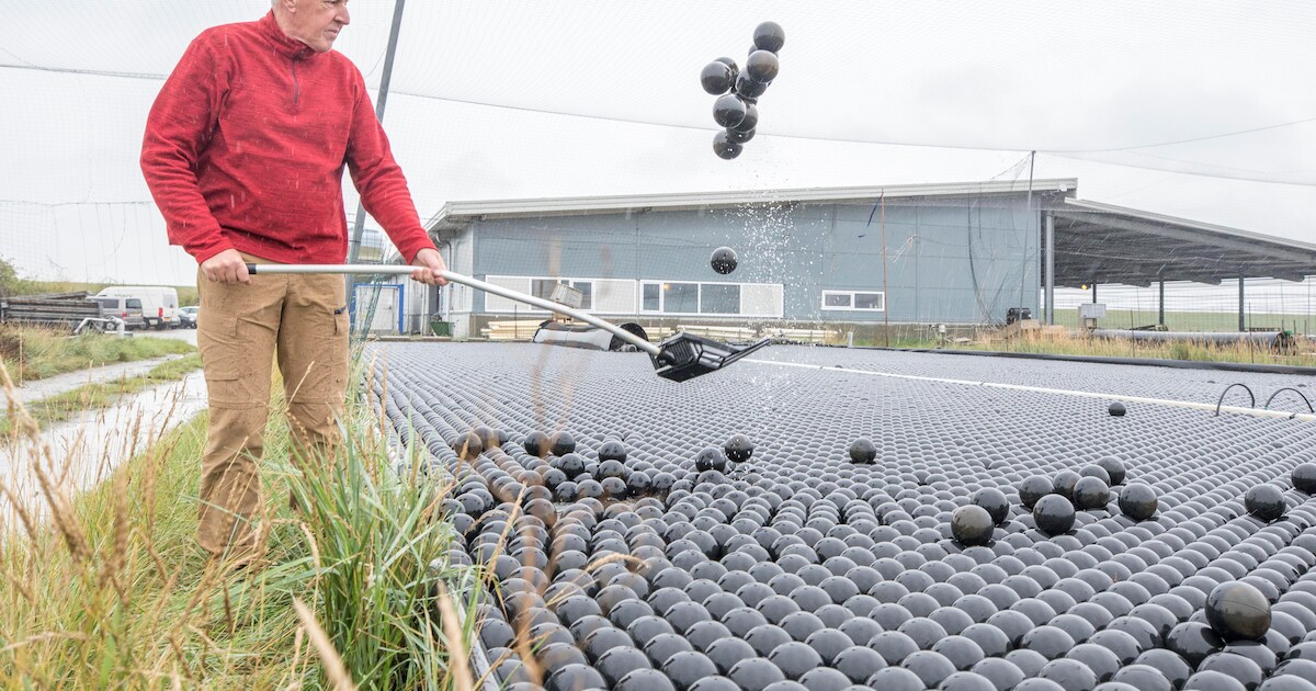 Zagerkwekerij Topsy Baits speelt in op klimaatverandering, drie warme ...