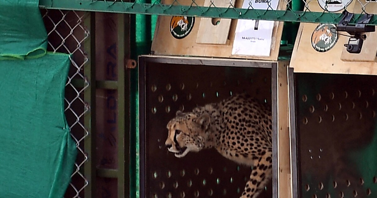 Cheeta’s na zeventig jaar weer terug in India (met het vliegtuig ...