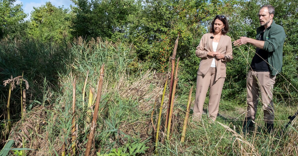 Wat we ook doen: van de reuzenberenklauw komen we nooit af | Zeeuws ...