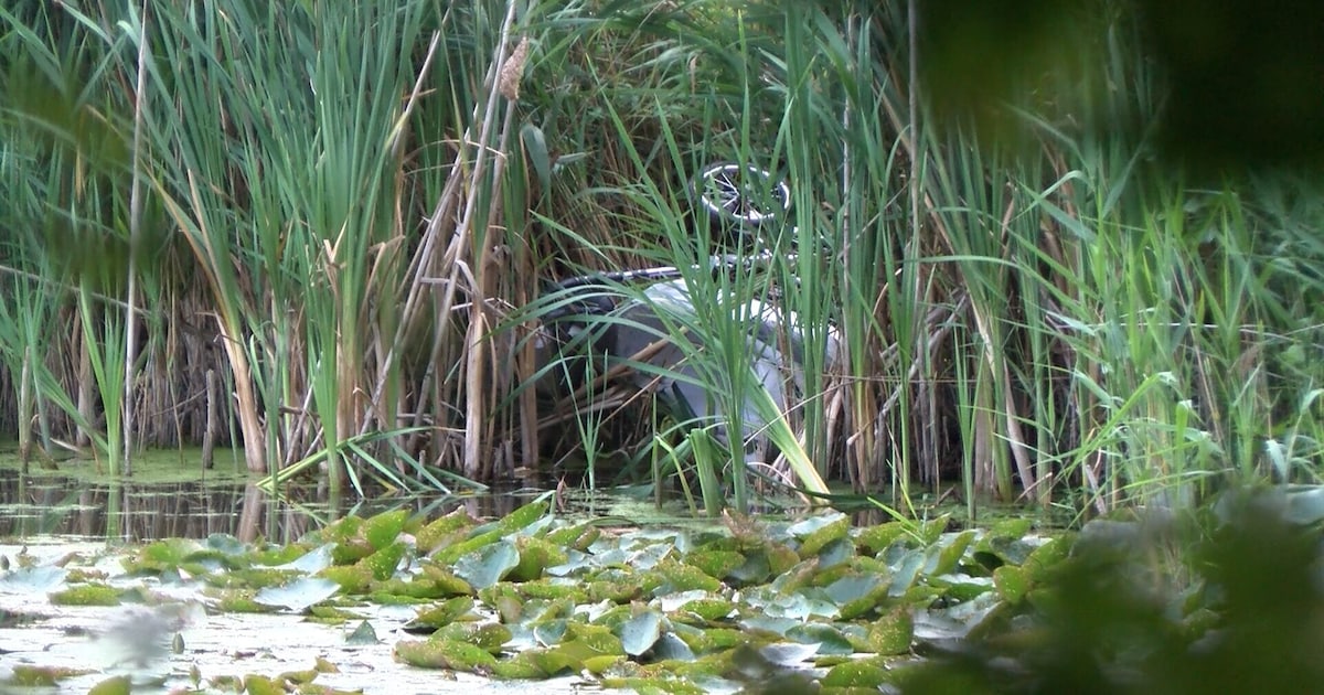 Baby’tje dat in Hulst in sloot belandde ligt nog in ziekenhuis; oorzaak ...