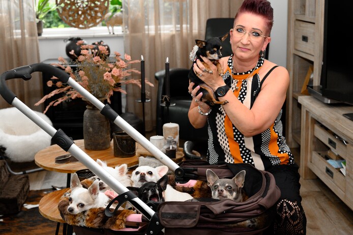 ‘Chihuahuavrouwtje’ Miranda over haar zes honden: ‘Allemaal tegelijk ...
