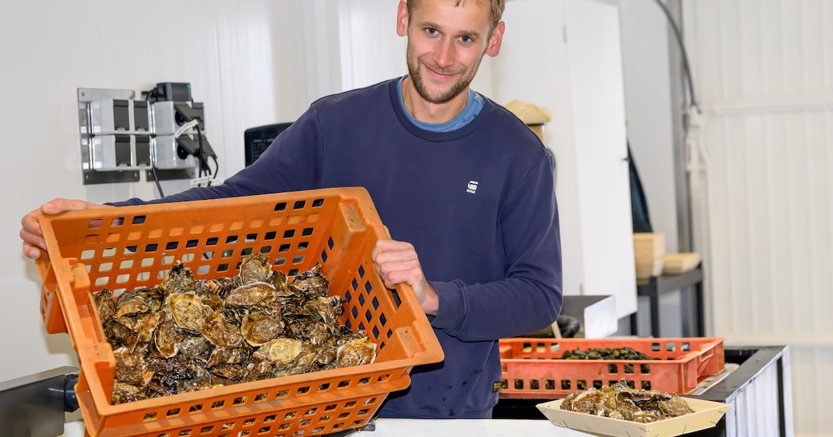 Mark: ‘Ik ben echt fan van de Oosterschelde en van oesters’ | Schouwen ...