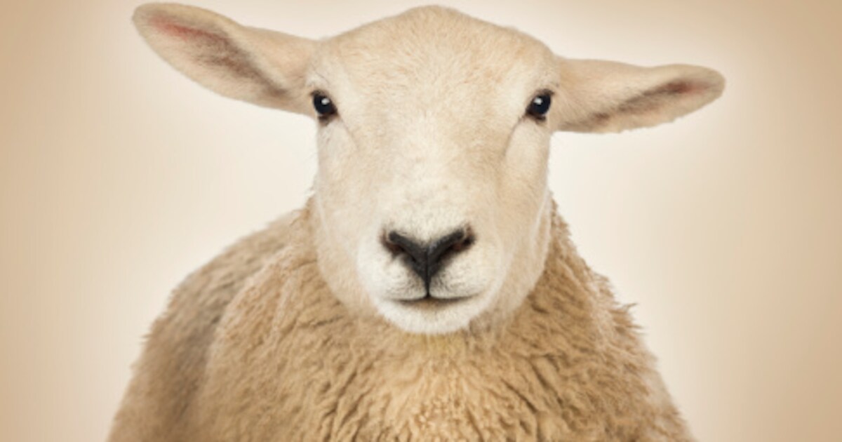 Loslopende hond moet op cursus na doodbijten schaap | Bevelanden | PZC.nl