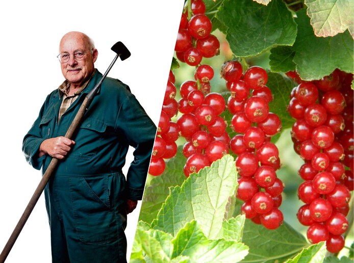 Deze struik kun je zelfs als haag snoeien, dat oogst ook makkelijker ...