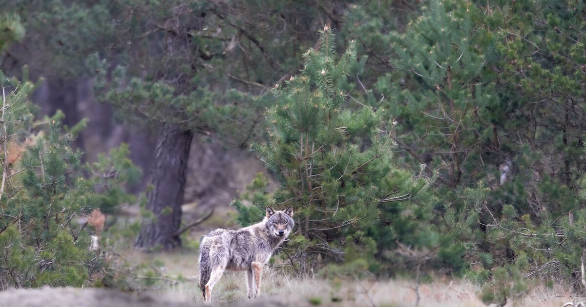 Politie schiet ‘wolf’ dood in Belfeld om gevaar op snelweg te voorkomen ...