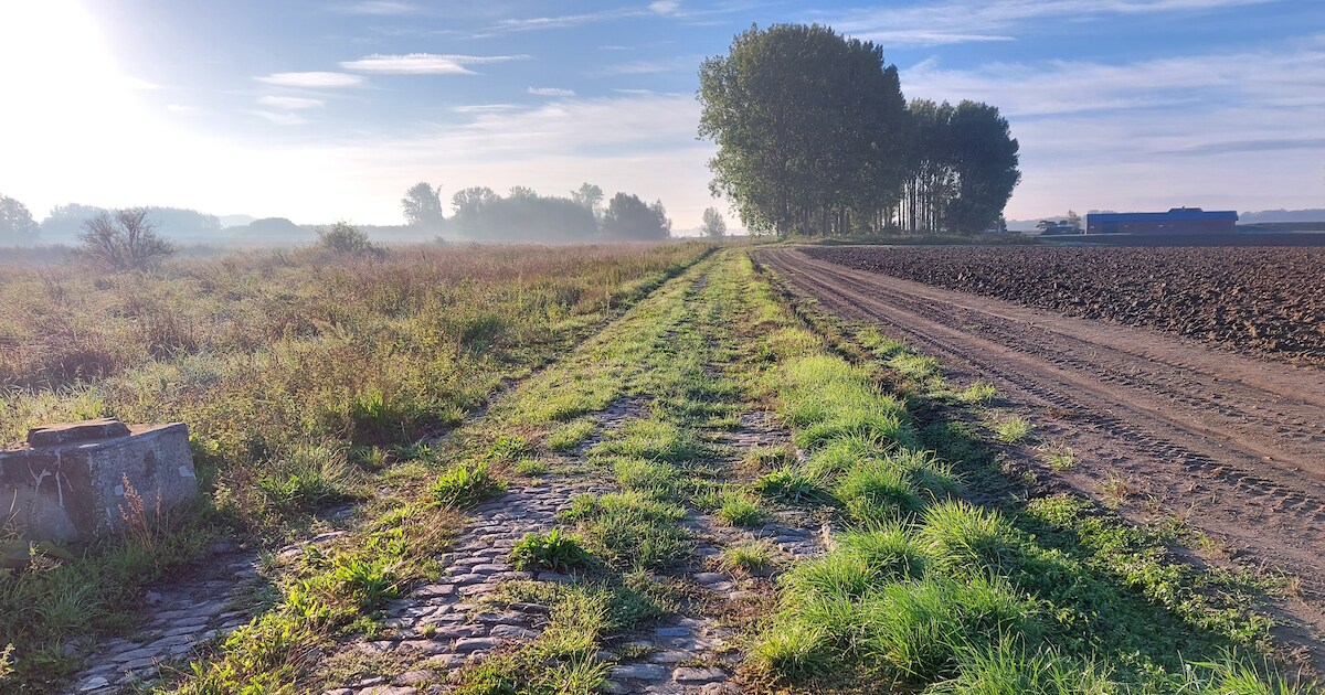 Kasseistrook Clinge een half jaar na heropening weer overwoekerd, hoe ...