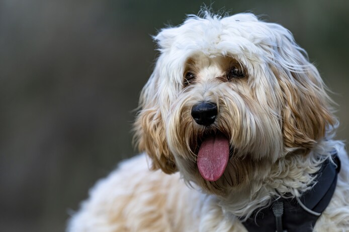 Hondenliefhebbers vechten bij rechter om lot labradoodle Beer: ‘Hij had ...