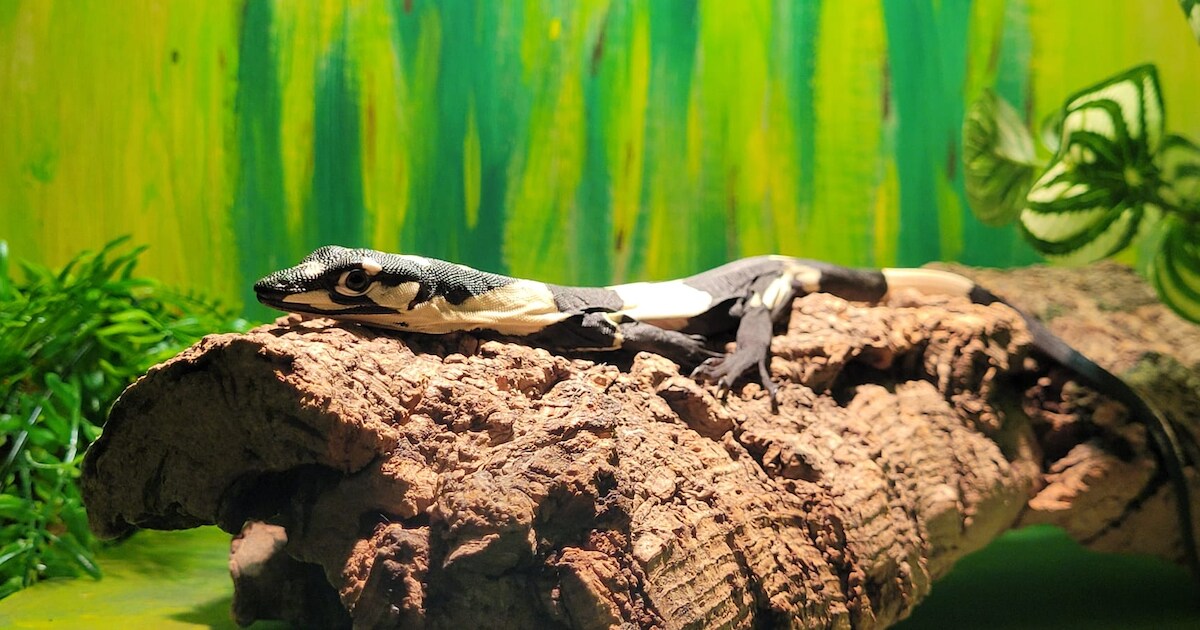 Twee bonte varanen uit ei gekropen bij Iguana in Vlissingen, nog meer ...