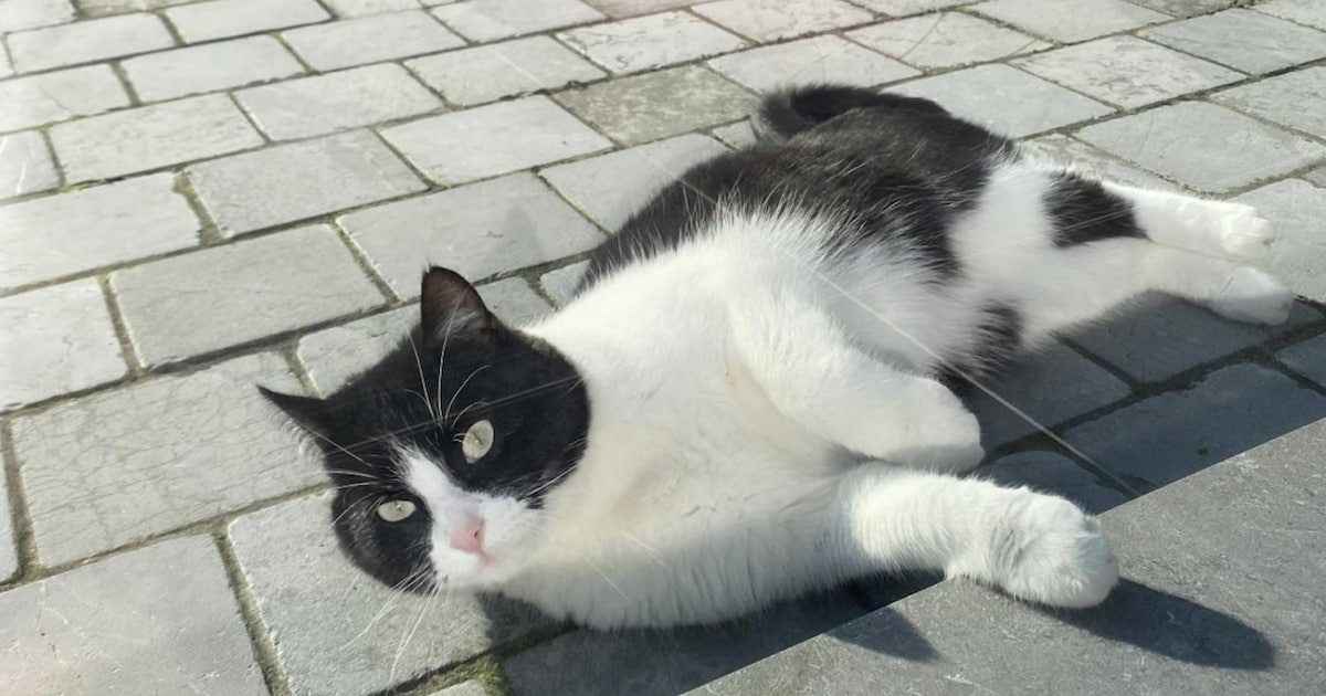 Heb jij Bubi, Anna of Nala gezien? Deze drie huisdieren worden in Hulst ...