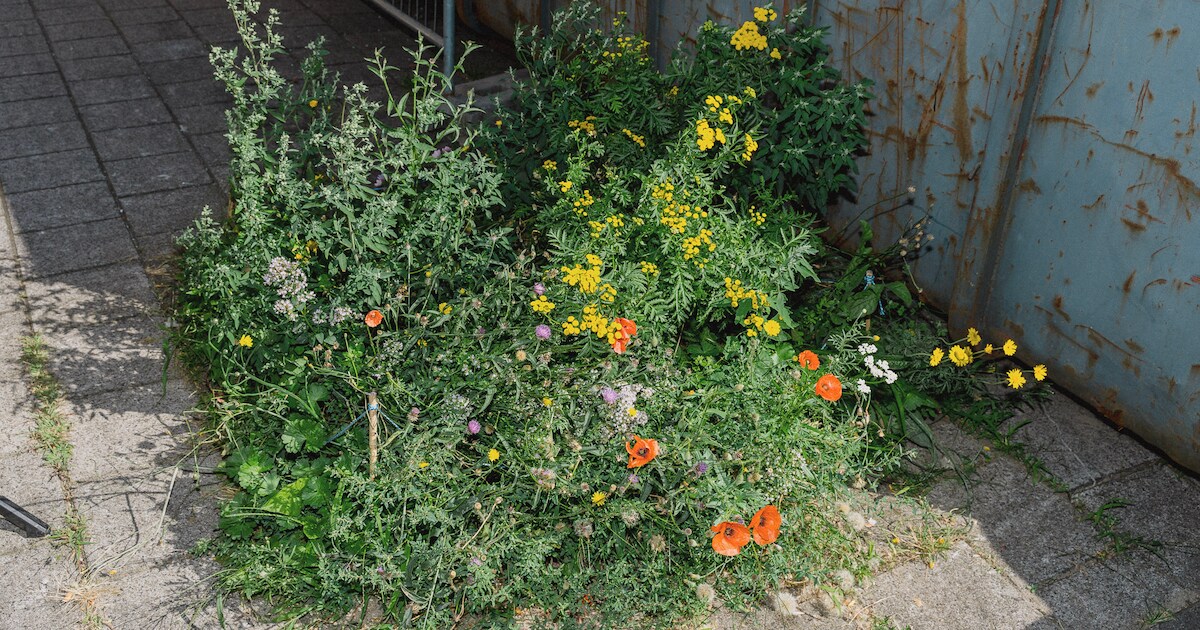 Stoeptegel eruit, Zeeuwse kroostegel erin: ook in Zeeland rukt het ...