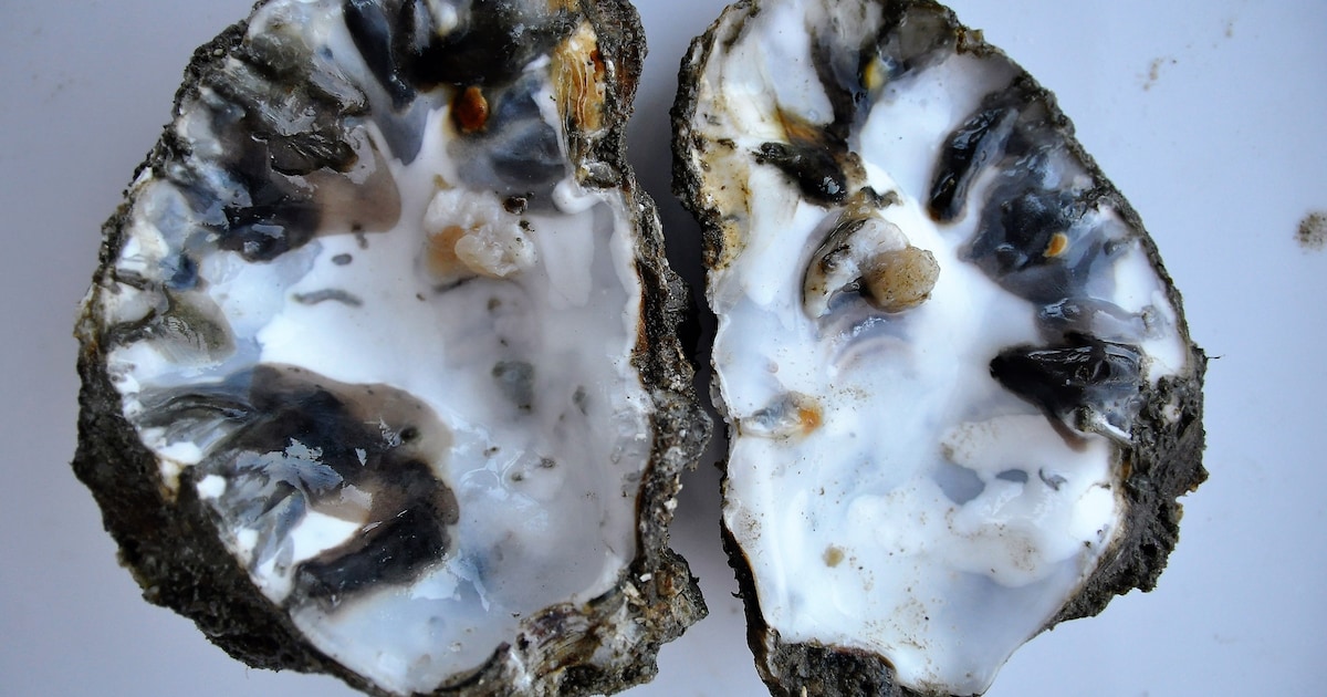 Daar is de volgende plaaggeest voor oesters: de Polydora websteri ...