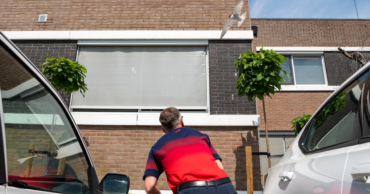 Terneuzen zet zich weer schrap voor de venijnige visdiefjes: ‘Spannend ...
