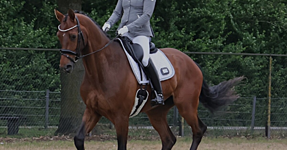 Dressuuramazone Ellen van Turnhout ‘zweeft’ met Ovicii Satori naar ...