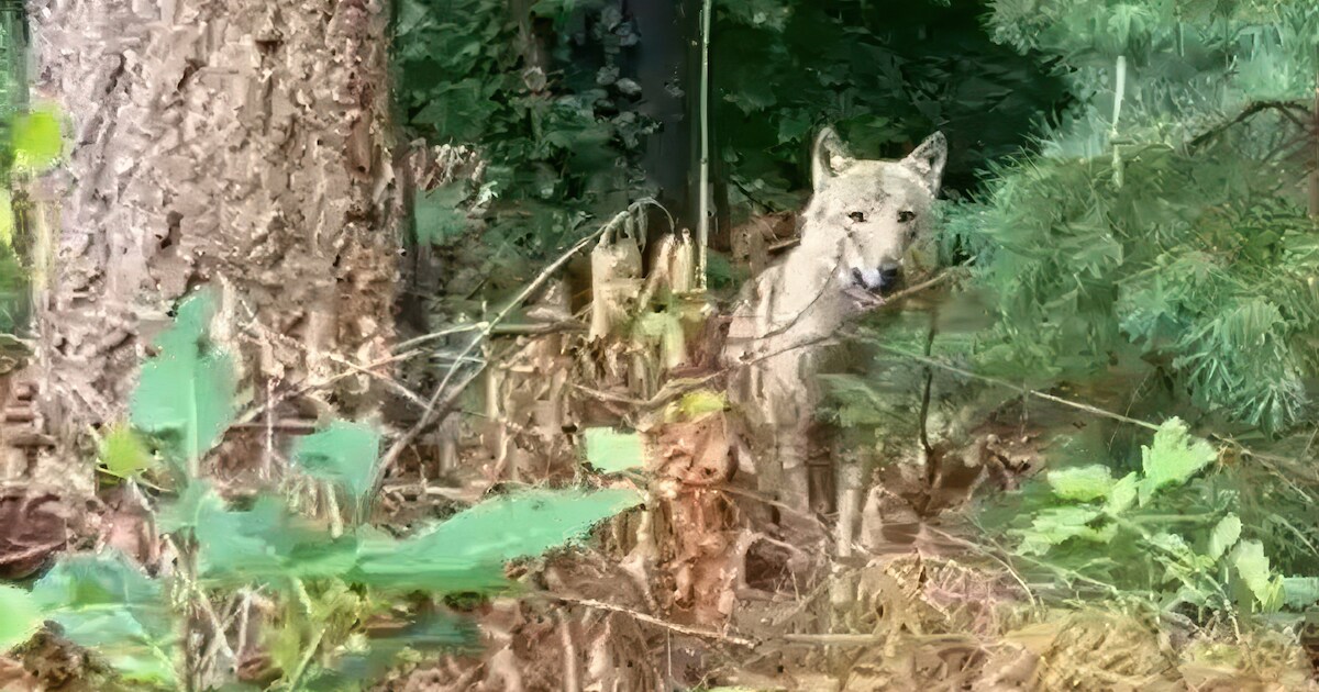 Weer een bijtincident met wolf in Utrecht: ‘Kind tijdens spelen ...
