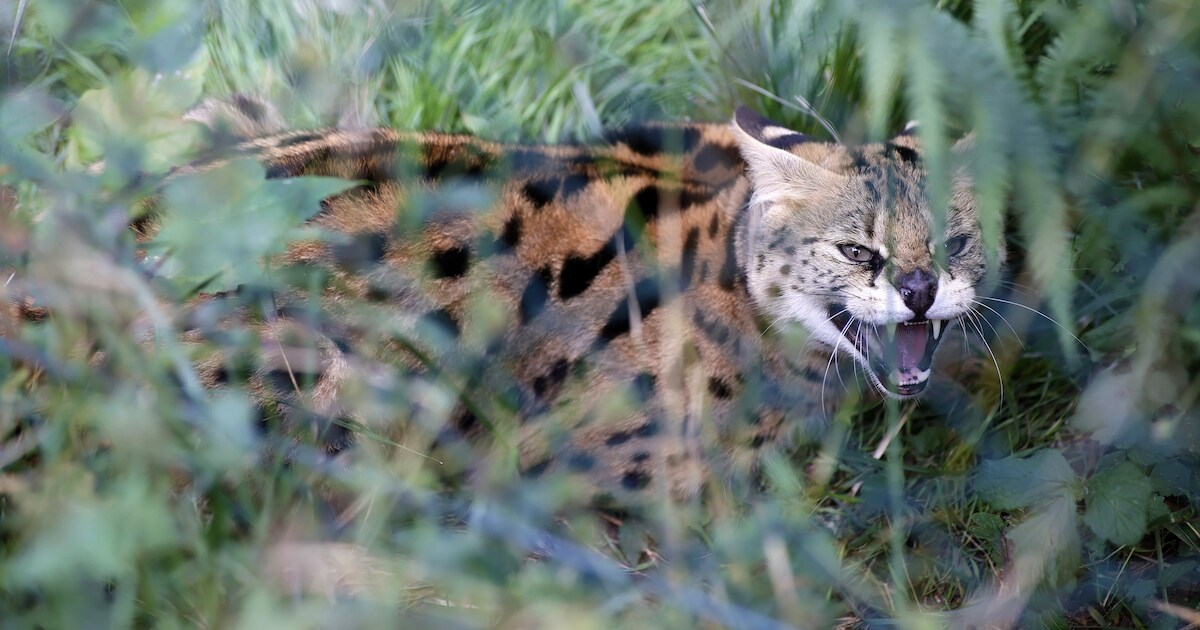 Ontsnapte tijgerkat zorgt voor ‘fantastisch spannende show’ in ...