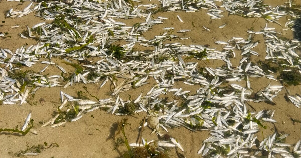 Gemist? Honderden dode visjes op strand Vlissingen | Familie van Jaap ...