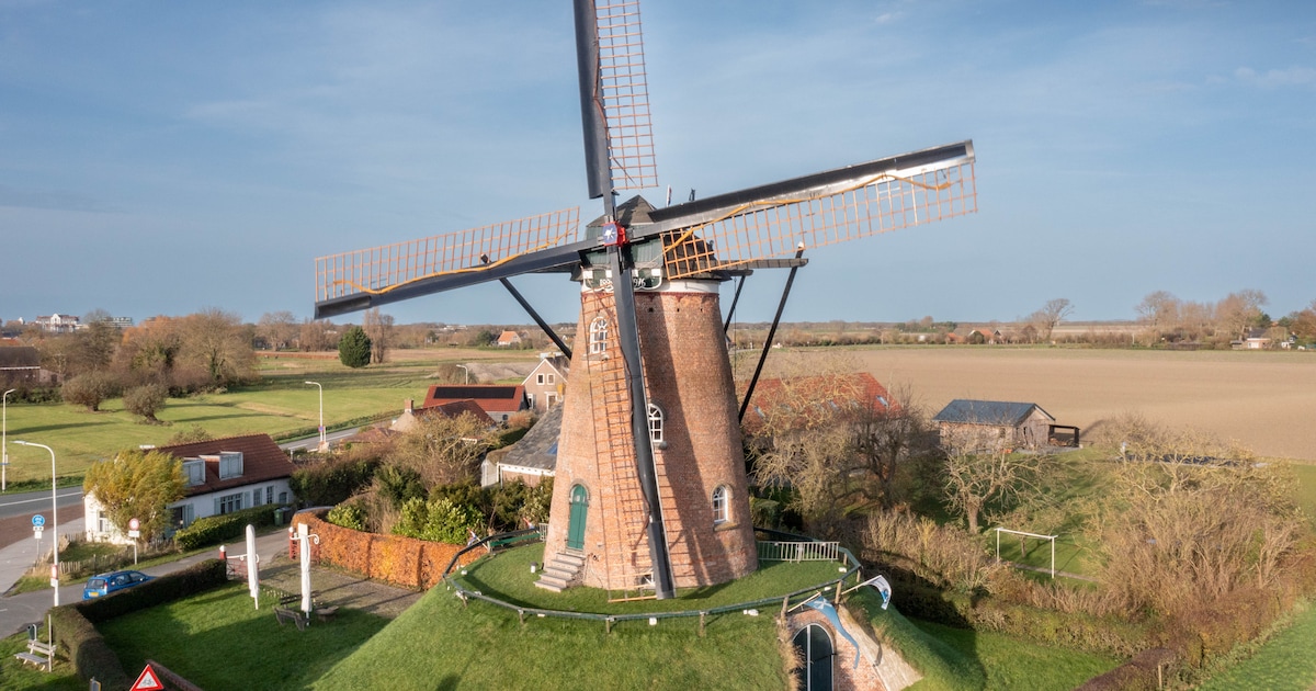 Van Cadzand tot Hulst: molens met jubileumvlag en poster zetten de deuren open | Hulst | PZC.nl