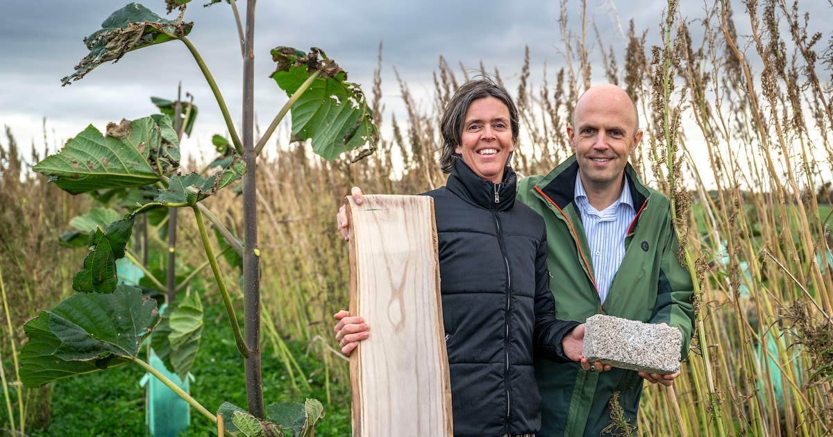 Een plantage van hennep in Domburg: het is niet wat het lijkt | Veere ...