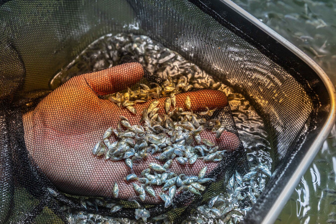 Kingfish: het bedrijf dat bijna zo snel groeit als zijn eigen vis ...