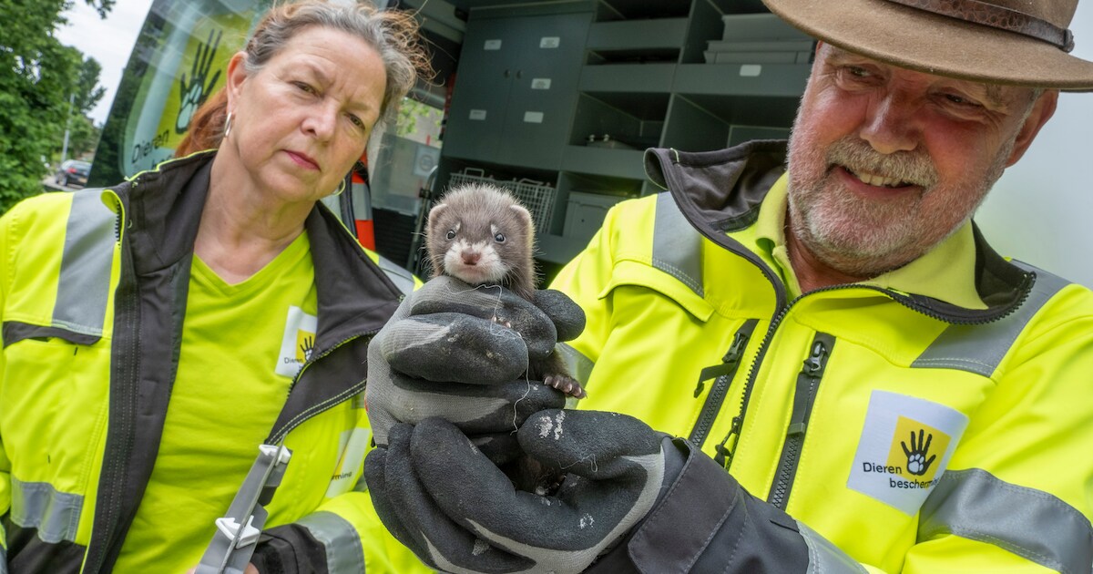 ‘Je moet wel met emoties kunnen omgaan bij de Dierenambulance ...