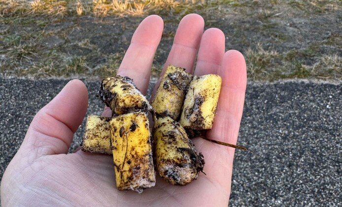 Noord-Bevelandse dijken liggen vol met gele buisjes: ‘Ik heb geen idee ...