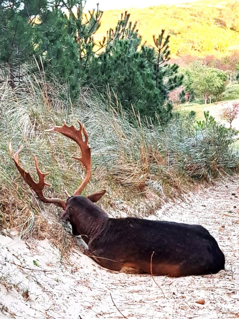 Mannetjes liggen na drie weken paren uitgeput langs het bospad: ‘Ze ...