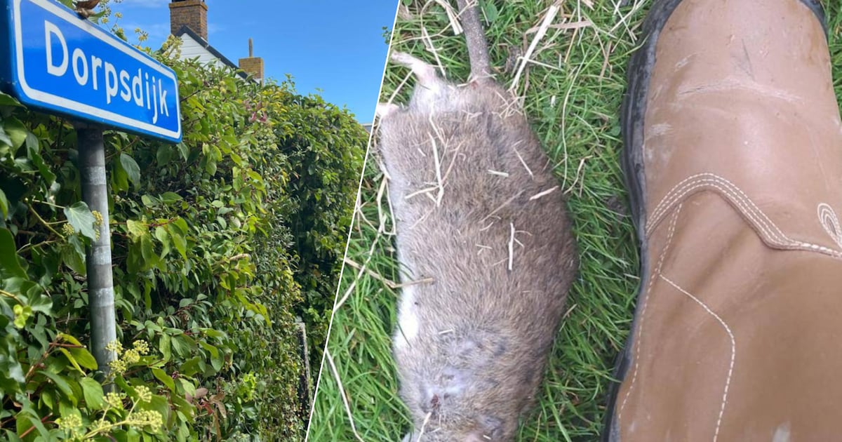 Grote overlast van ratten in Wissenkerke: ‘Ik word er gek van’ | Noord ...
