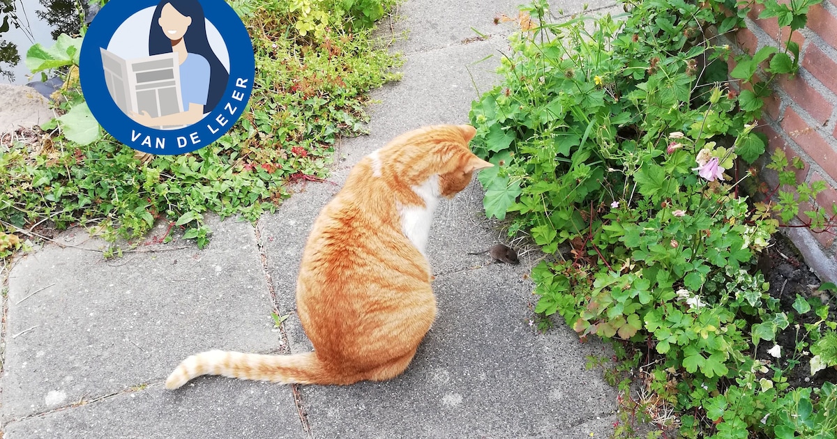 Kat en muis | Regio | PZC.nl