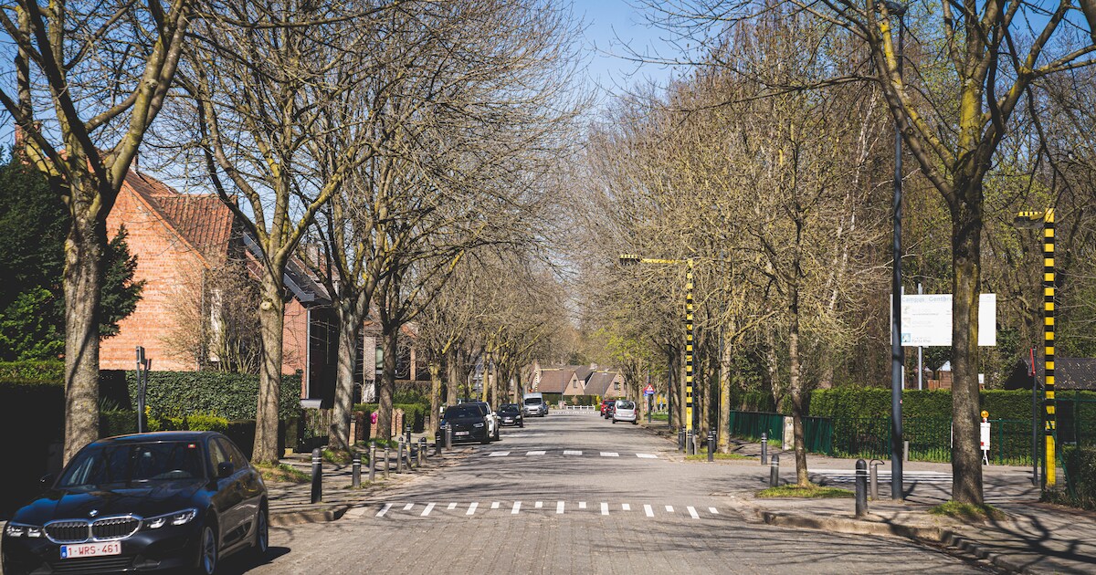 Rij bomen in Gentbrugge dan toch gered van de kap: “We zoeken een ...