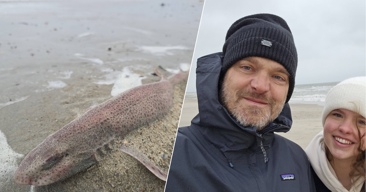 Een levende hondshaai vinden is uniek: Bas Boom redde er een op het ...