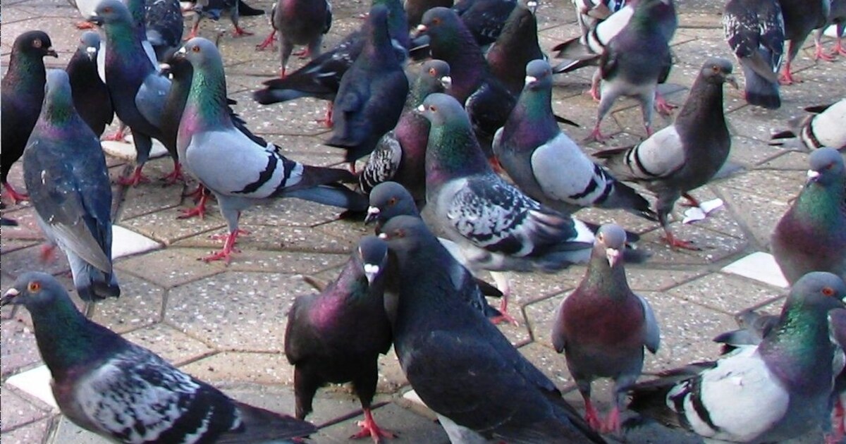 De kogel is door de kerk: maximaal 250 duiven op terrein van familie ...