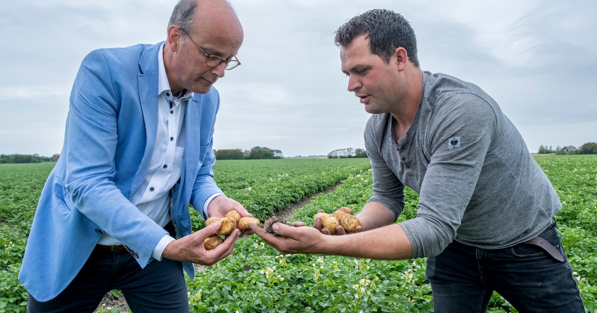 Veerse aardappelen door nattigheid laat de grond in en laat eruit; ‘Maar van een misoogst ...