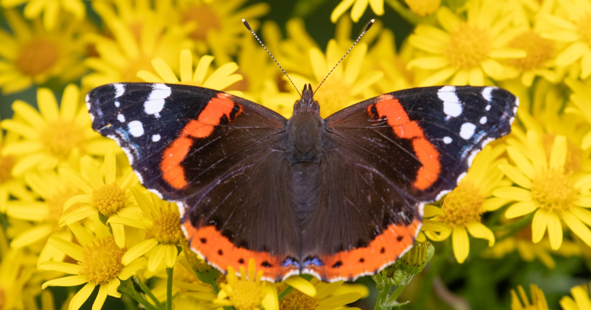 Tienduizenden atalanta-vlinders trokken dit weekend langs de Zeeuwse ...