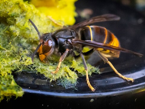 De PVV krijgt nul op rekest: Zeeland gaat aziatische hoornaar écht niet ...