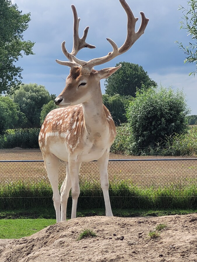 Miranda ving damhert Ricky op nadat hij verstoten was door zijn moeder ...