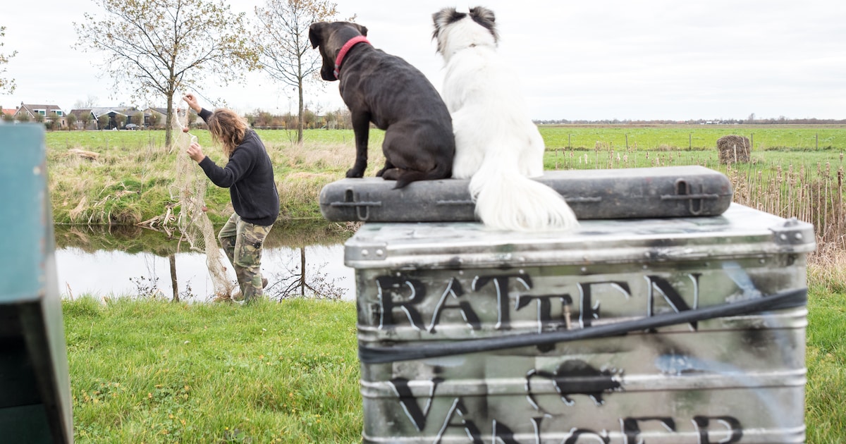 Rattenvanger Andor werkt niet met gif, maar met twee honden en negen ...