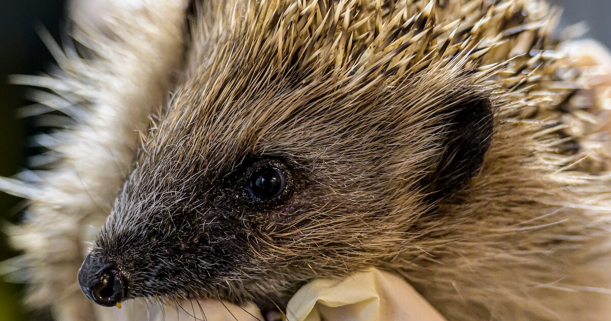Elke dag uitgedroogde en uitgehongerde dieren bij De Mikke | Middelburg ...