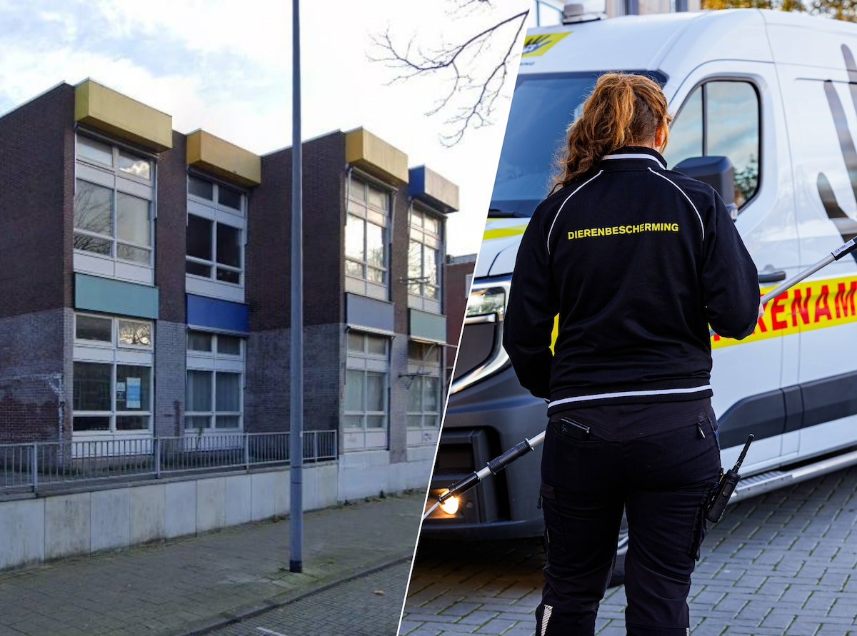 Zoektocht naar kat in slooppand krijgt bijzondere wending: ‘We stonden ...