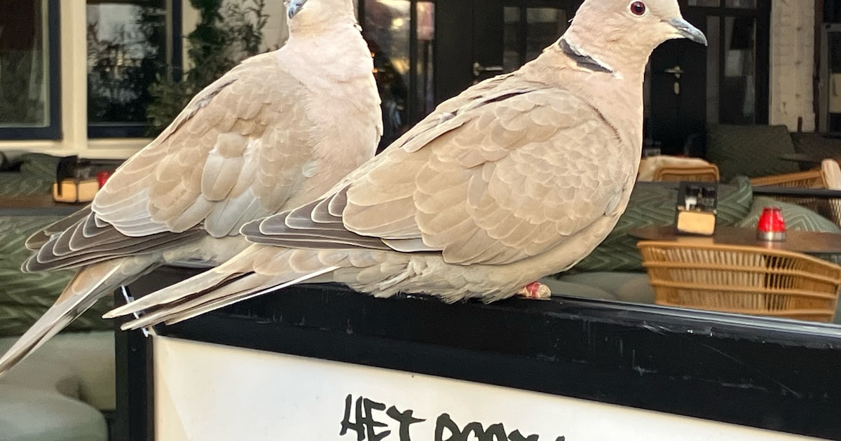 MIJN FOTO | Duiven met ambitie op de markt in Goes | Van de lezer ...