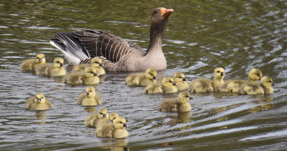 MIJN FOTO | Op pad met het kroost | Van de lezer Zeeuws nieuws | pzc.nl