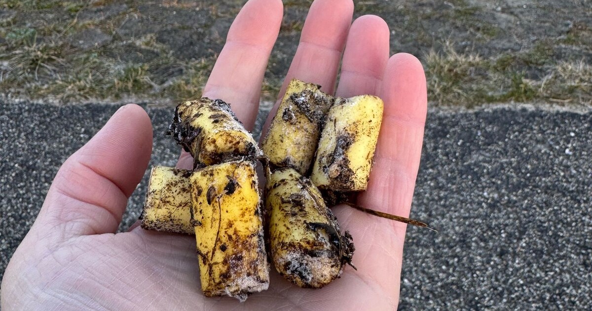 Noord-Bevelandse dijken liggen vol met gele buisjes: ‘Ik heb geen idee ...