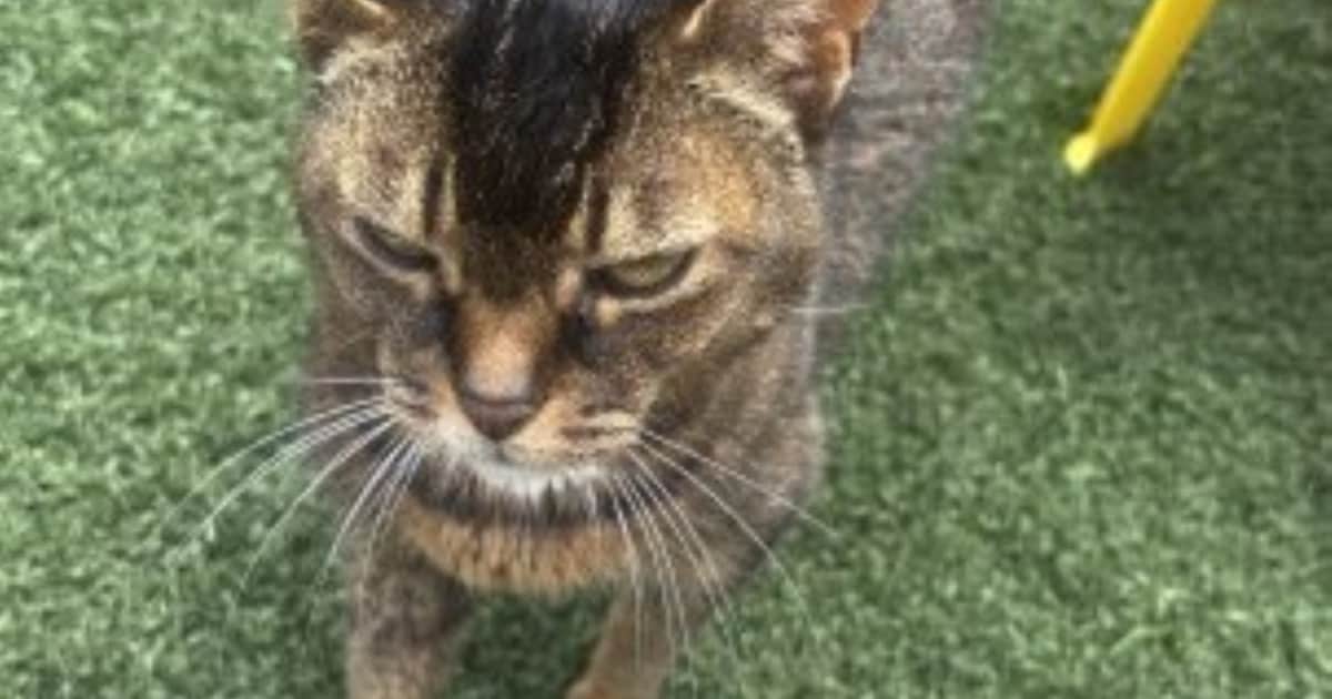 Heb jij Lizzy, Tinkerbell of Lune gezien? Deze vijf huisdieren worden ...