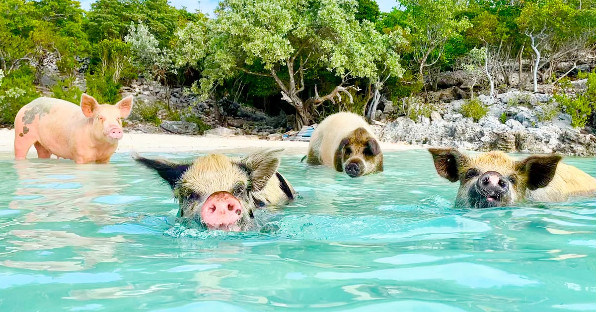 Zwemmen met varkens is een hit op Bahama's, maar Zeeuwse varkensboeren ...