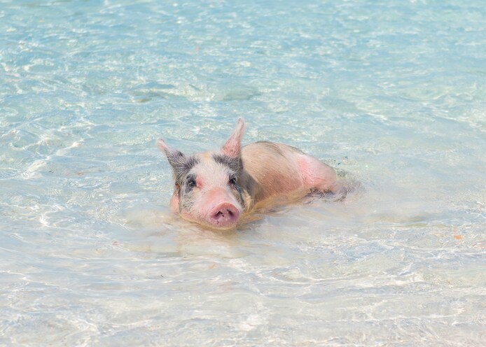 Zwemmen met varkens is een hit op Bahama's, maar Zeeuwse varkensboeren ...